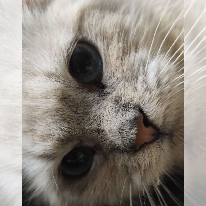 Взрослый кот в добрые руки