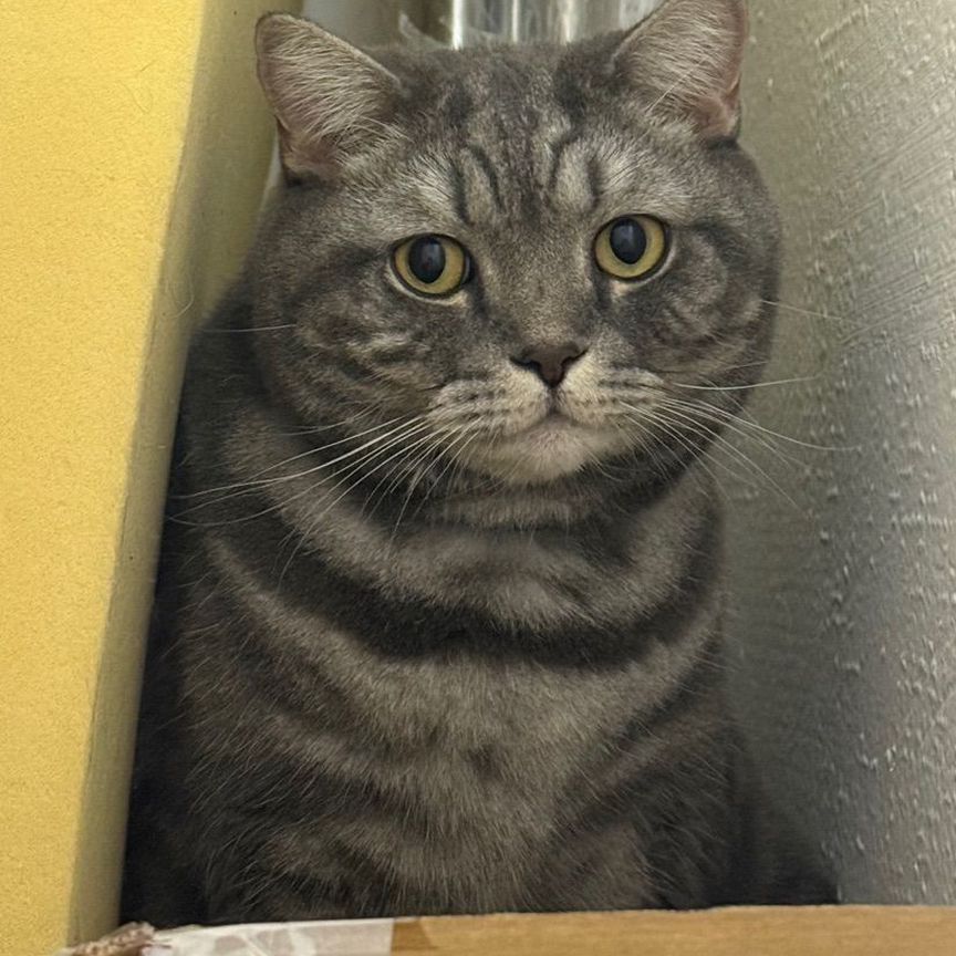 Британский короткошёрстный кот, взрослый