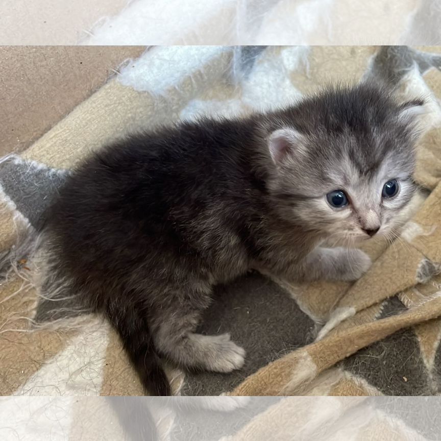 Котенок