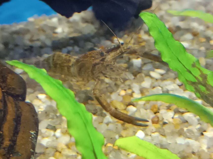 Креветки макробрахиум