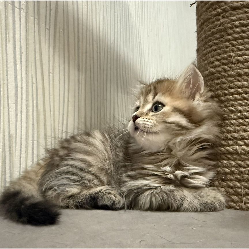 Шотландский прямоухий длинношёрстный котёнок