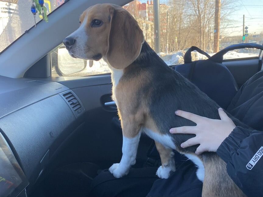 Собаки щенки бигль