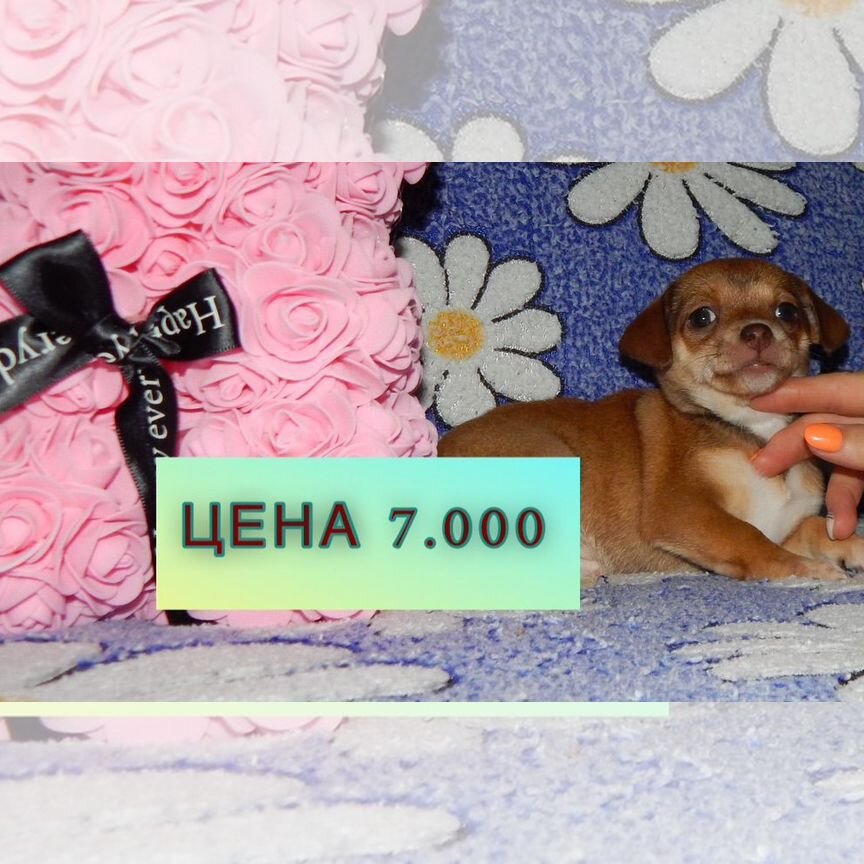 Чихуахуа, щенок