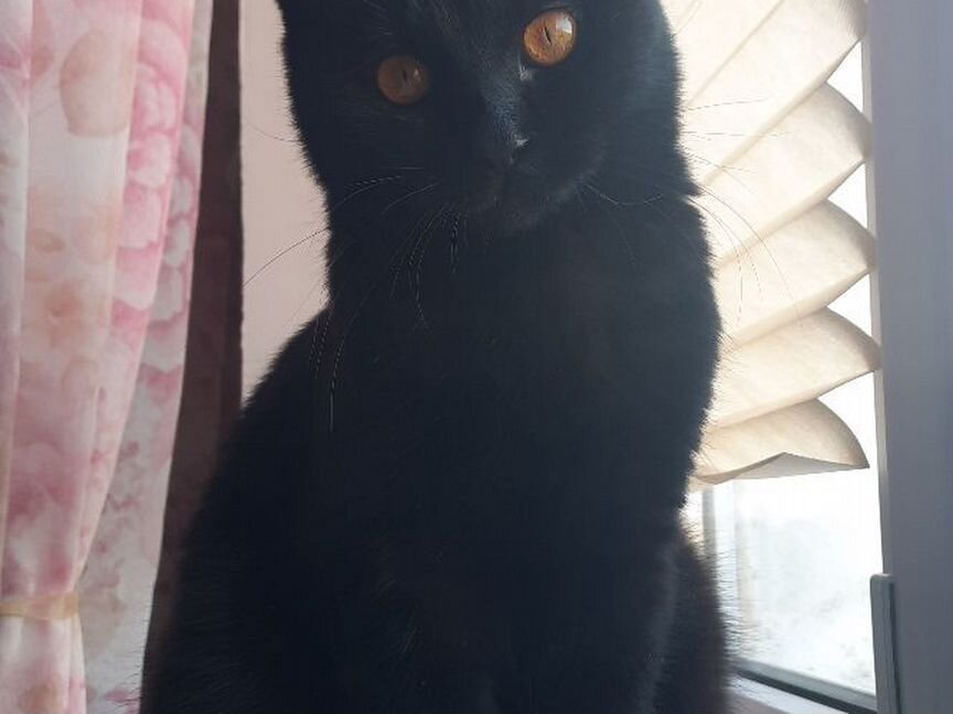 Бомбейская кошка