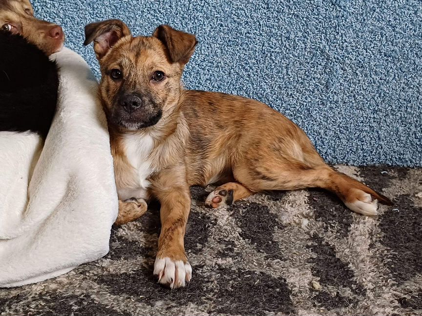 Щенок в добрые руки