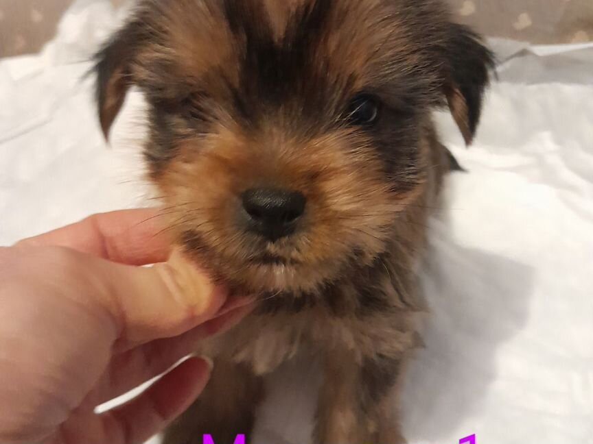 Йоркширский терьер щенки