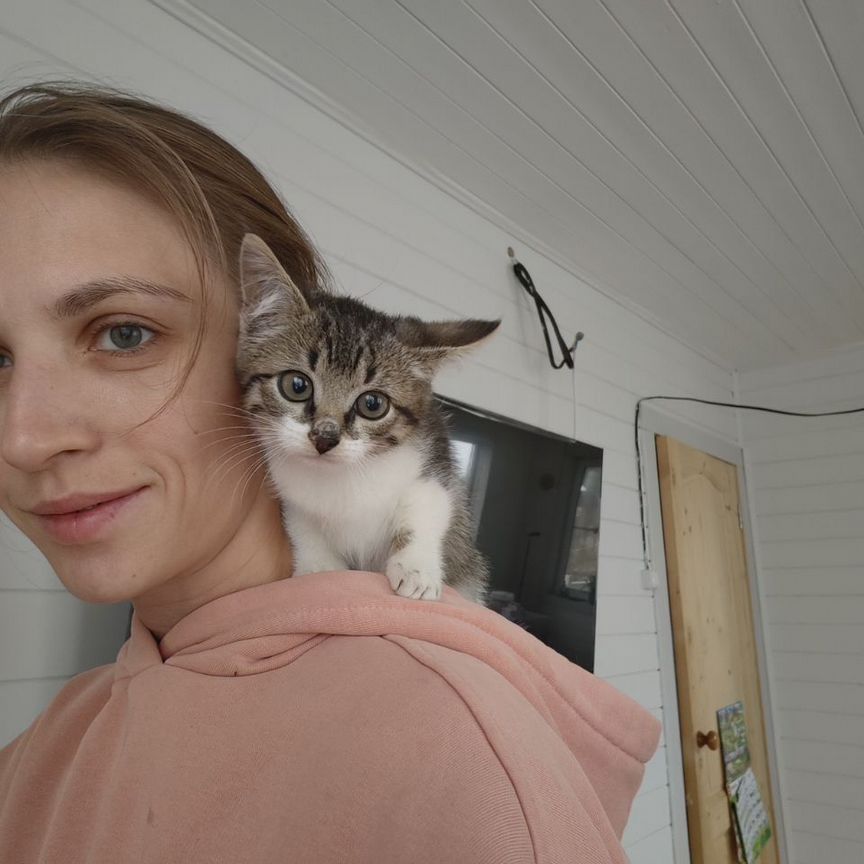 Котенок в добрые руки