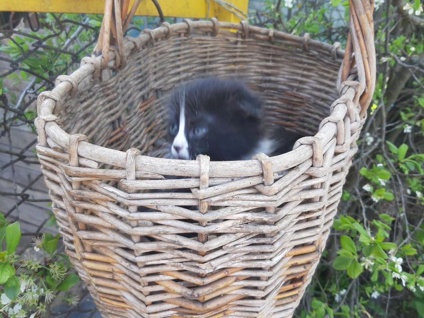 Котята в добрые руки бесплатно