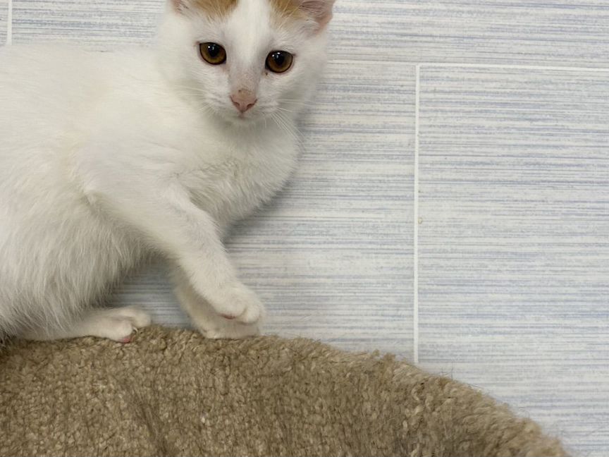 Милый котик