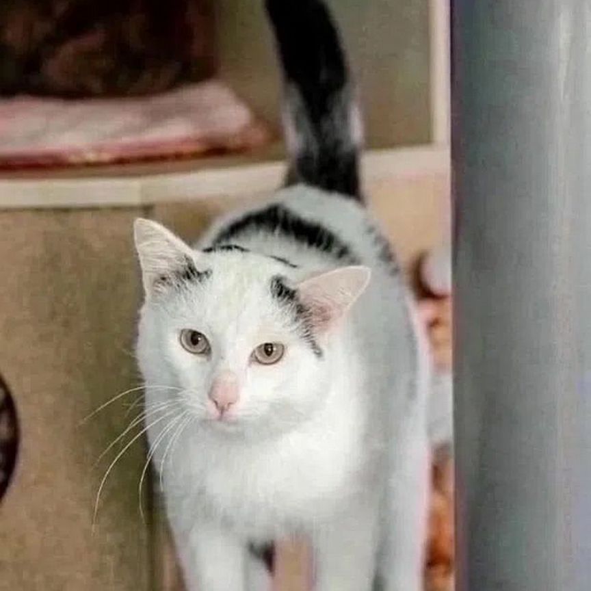 Взрослый кот в добрые руки