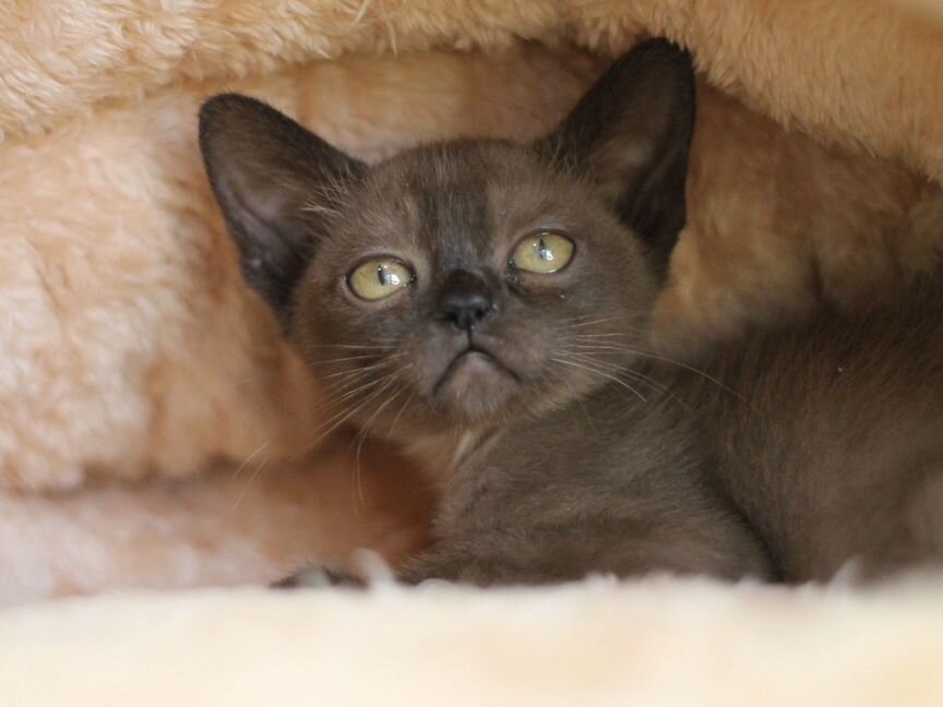 Бурманские котята