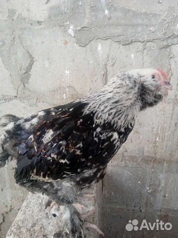 Фавероль лососевые