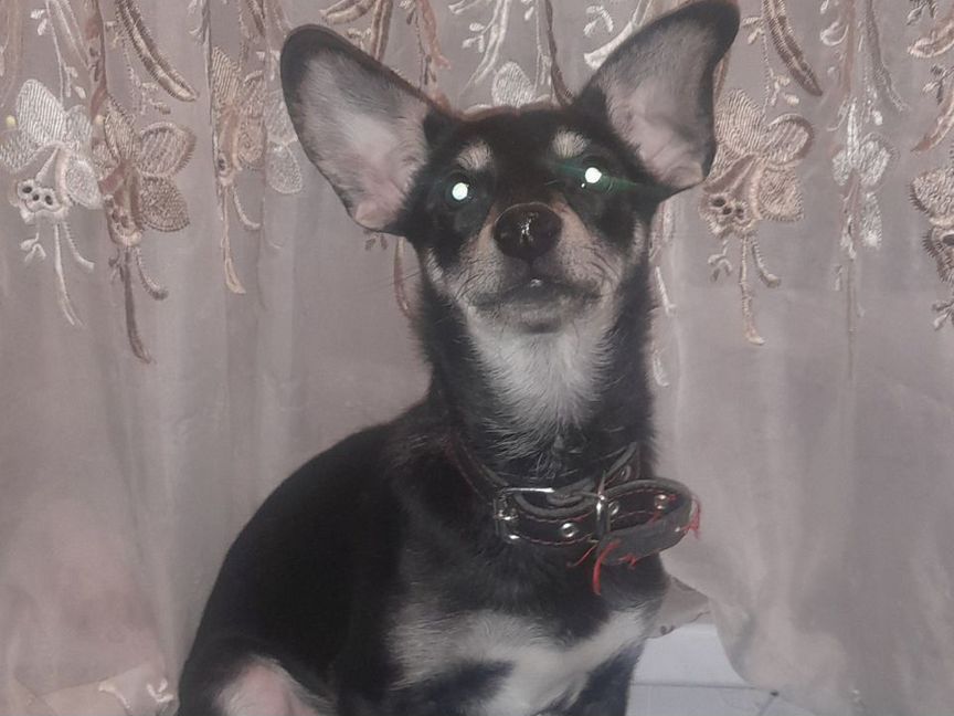 Маргоша ищет дом