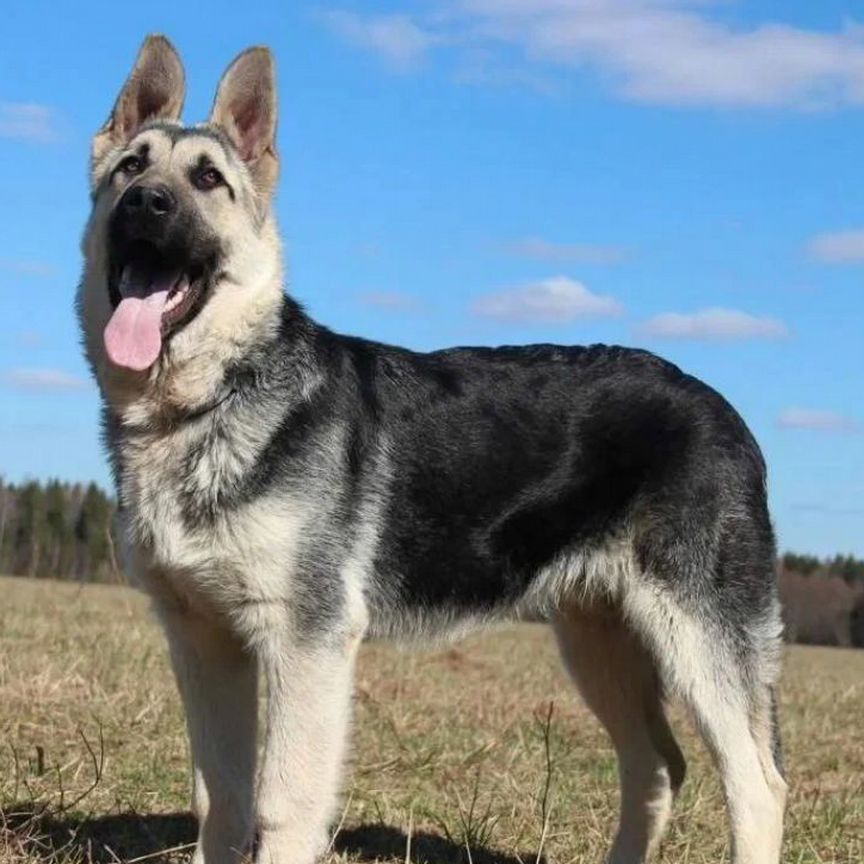 Гулять с собакой 25 т. в месяц