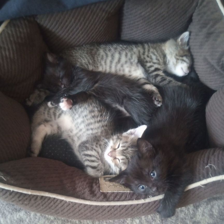 Котёнок в добрые руки