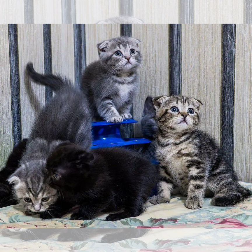 Шотландский вислоухий короткошёрстный котёнок