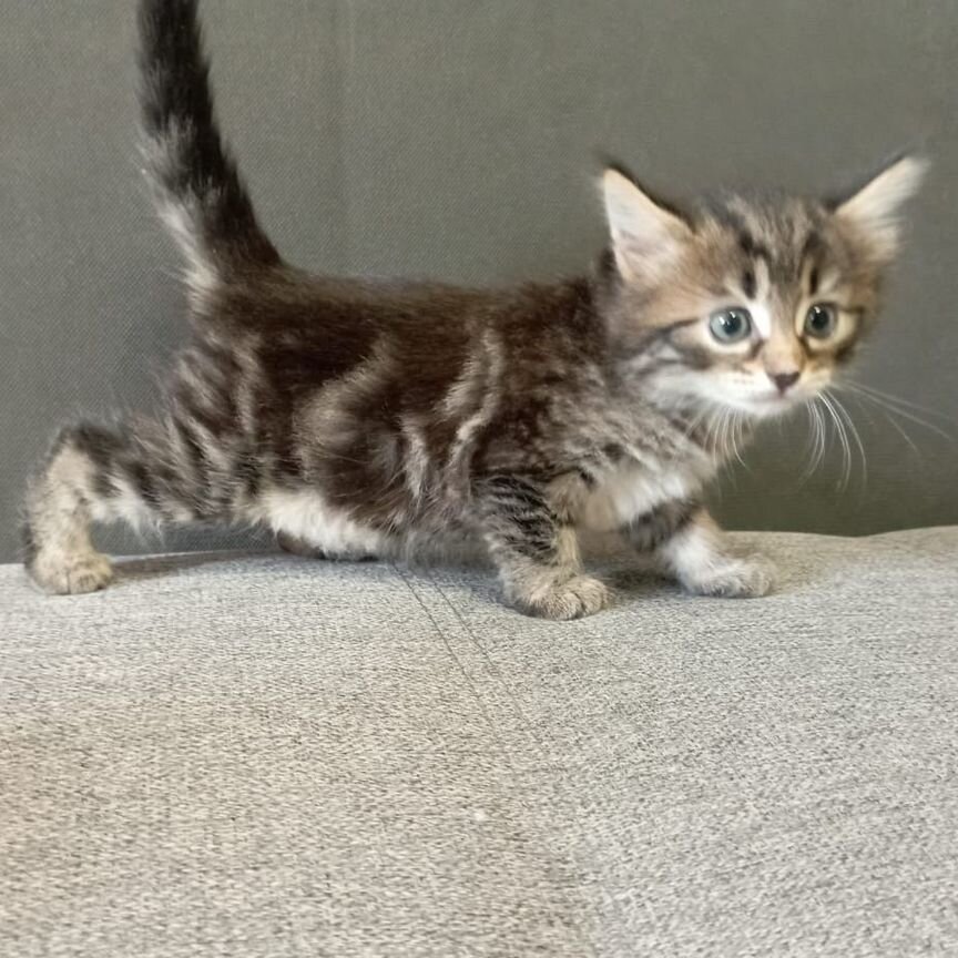 2 котенка мальчика 1 месяц