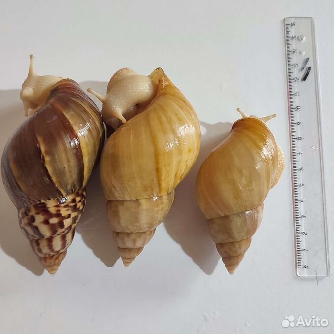 Улитки Ахатины альбиносы