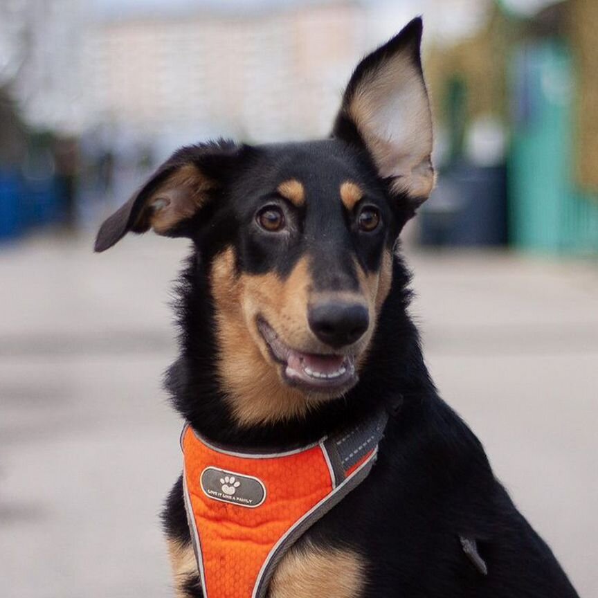 Щенок в добрые руки из приюта