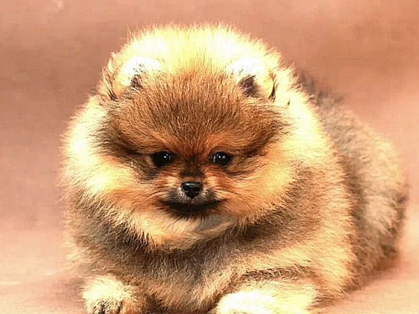 Маленький щенок