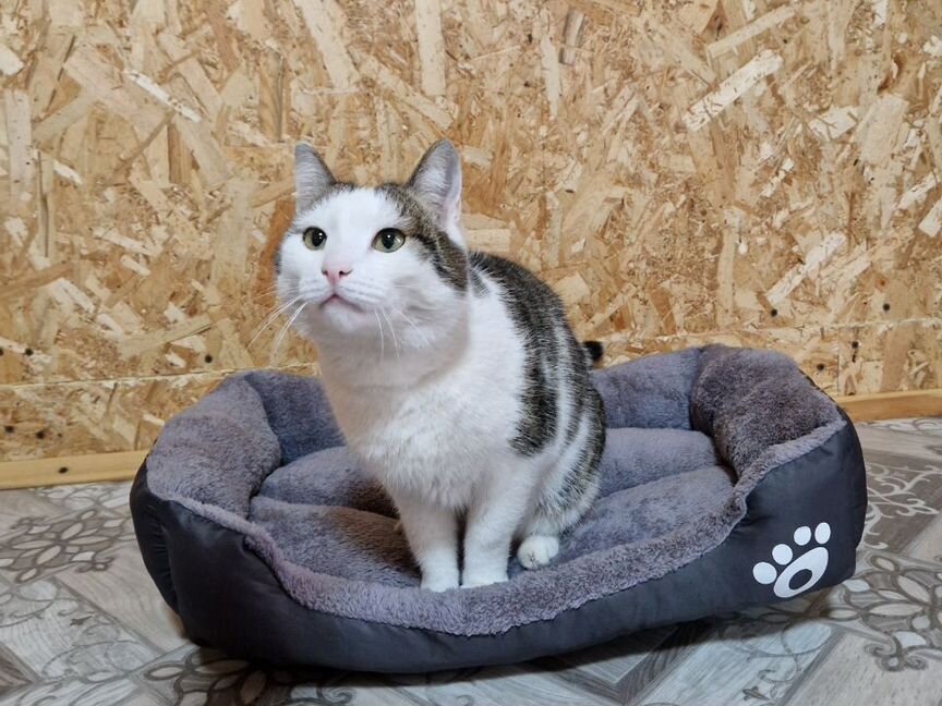 Лежанка для животных