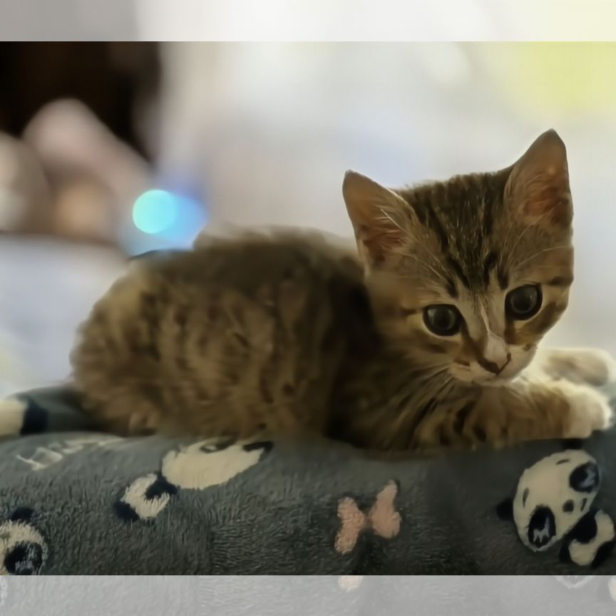 Котёнок в добрые руки