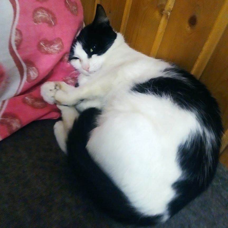 Взрослая кошка в добрые руки