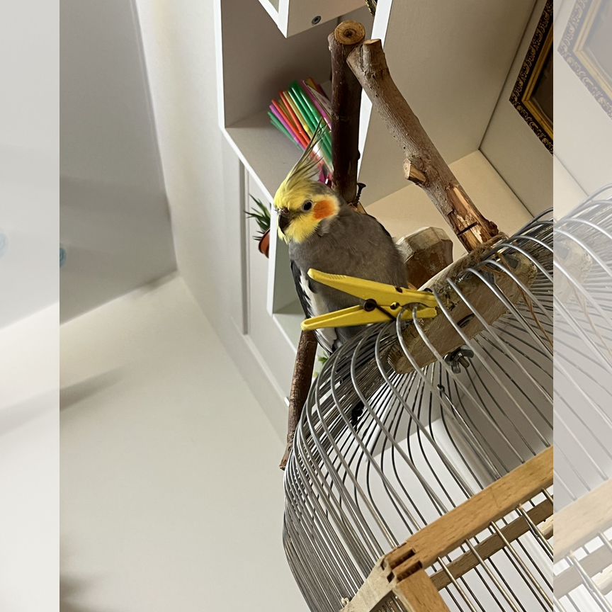 Попугай корелла