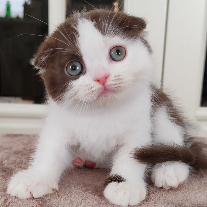 Скоттиш фолд шоколадный