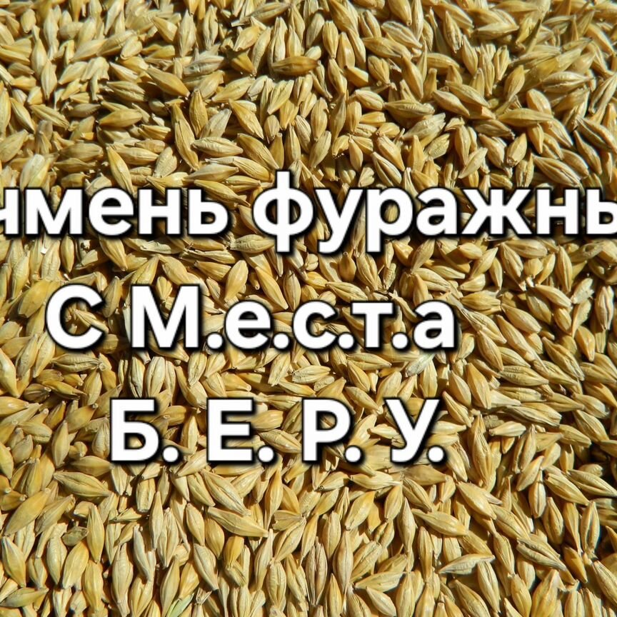 Ячмень б.е.р.у. С. М.е.с.т.а