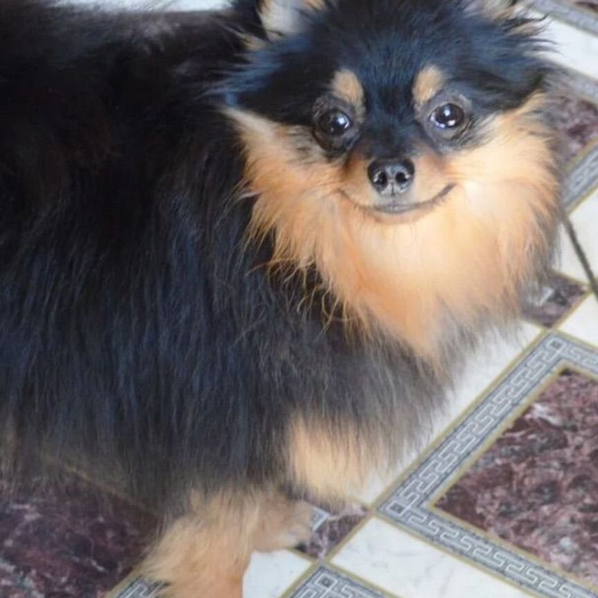 Шпиц ищем жениха