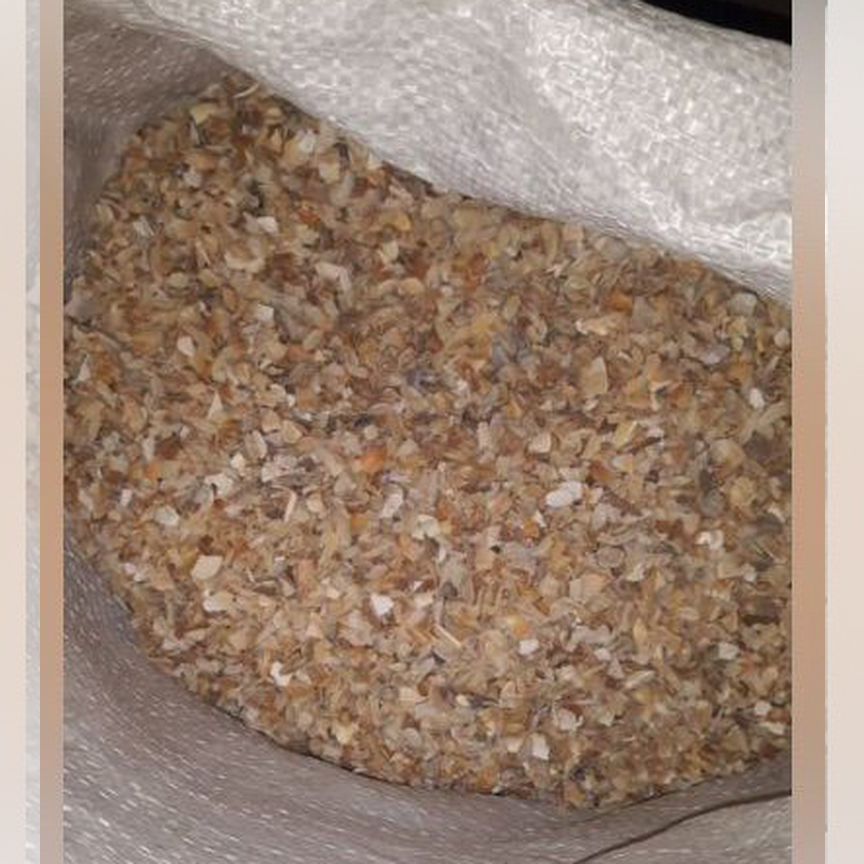Ракушка морская кормовая