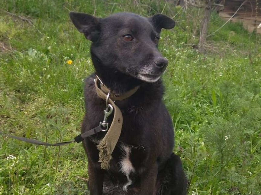 Собака Бемби