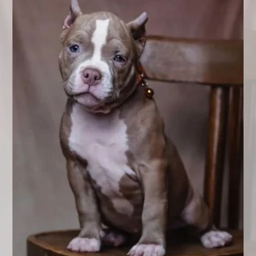 Американский булли, щенок