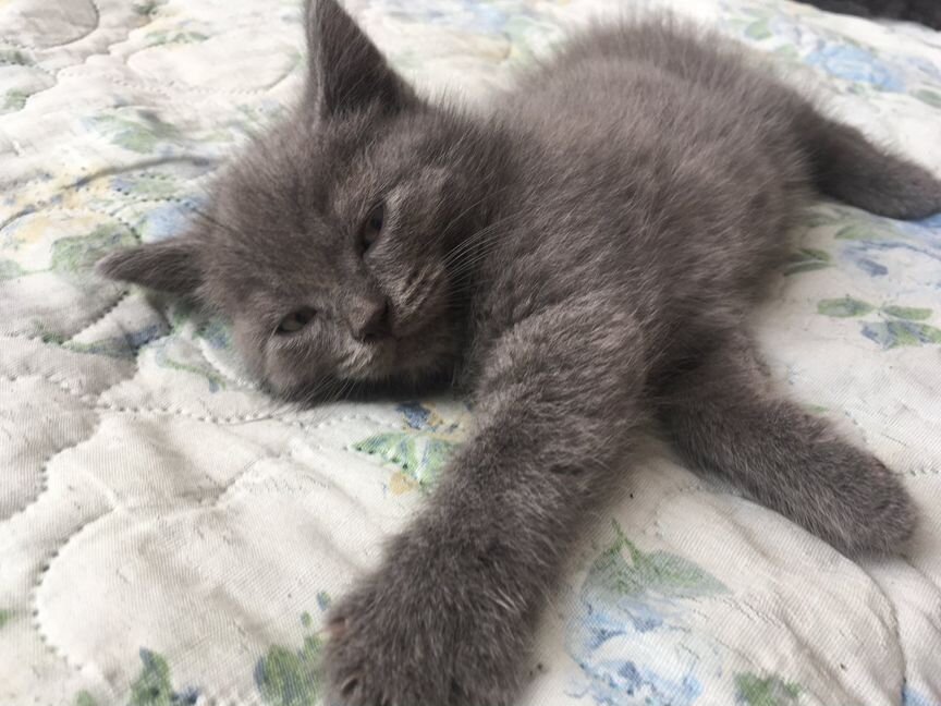 Котята породистые