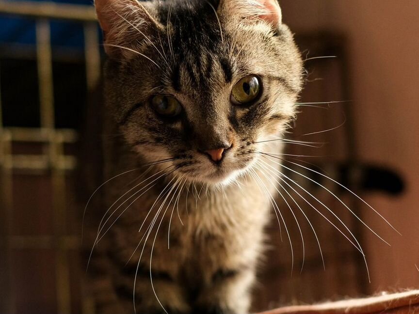 Шикарный котик Жорж из приюта ищет дом