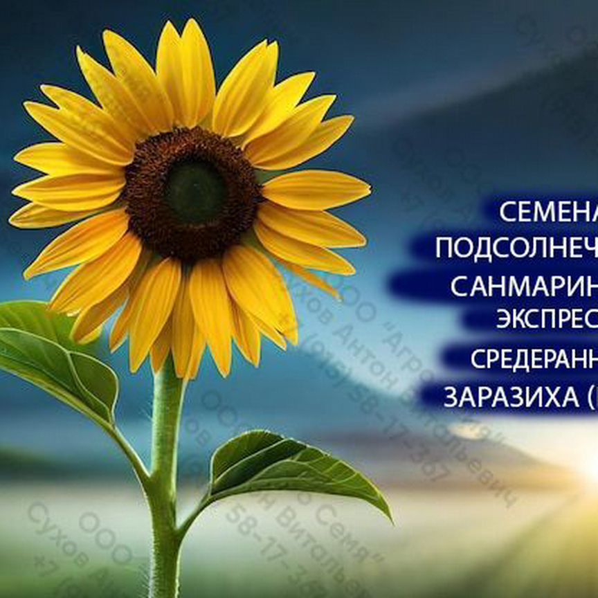 Семена гибрида подсолнечника Санмарин 421