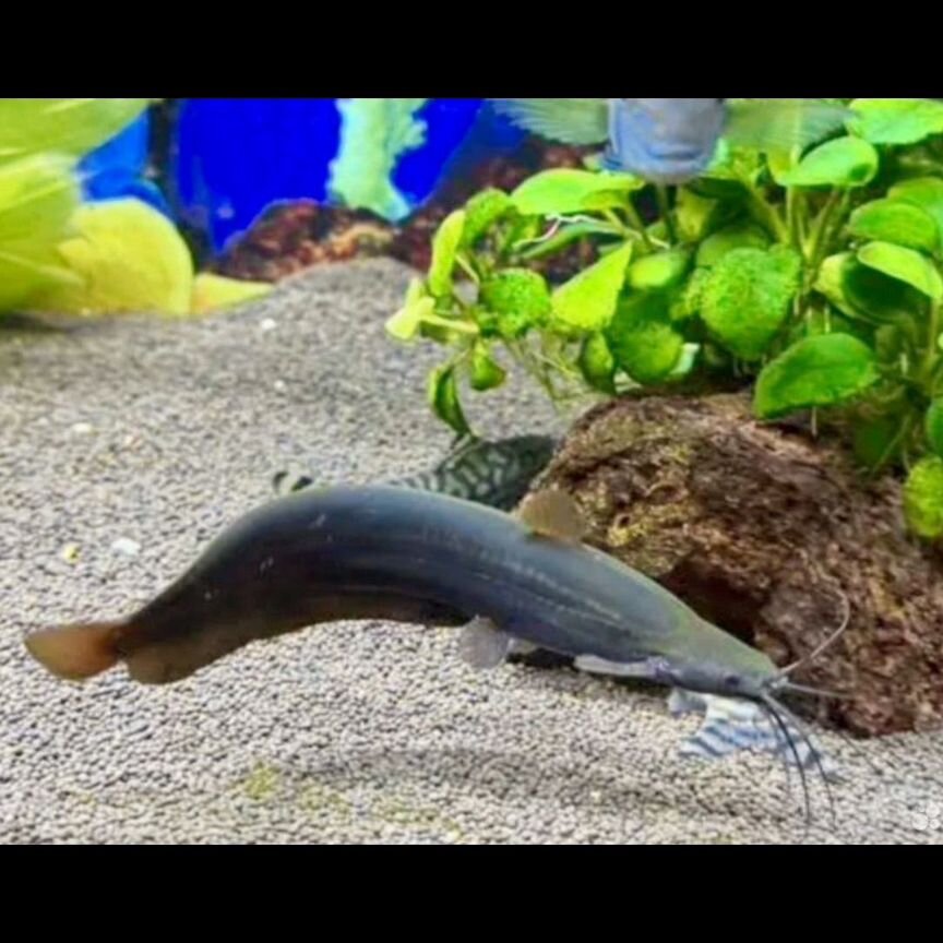 Мешкожаберный сом