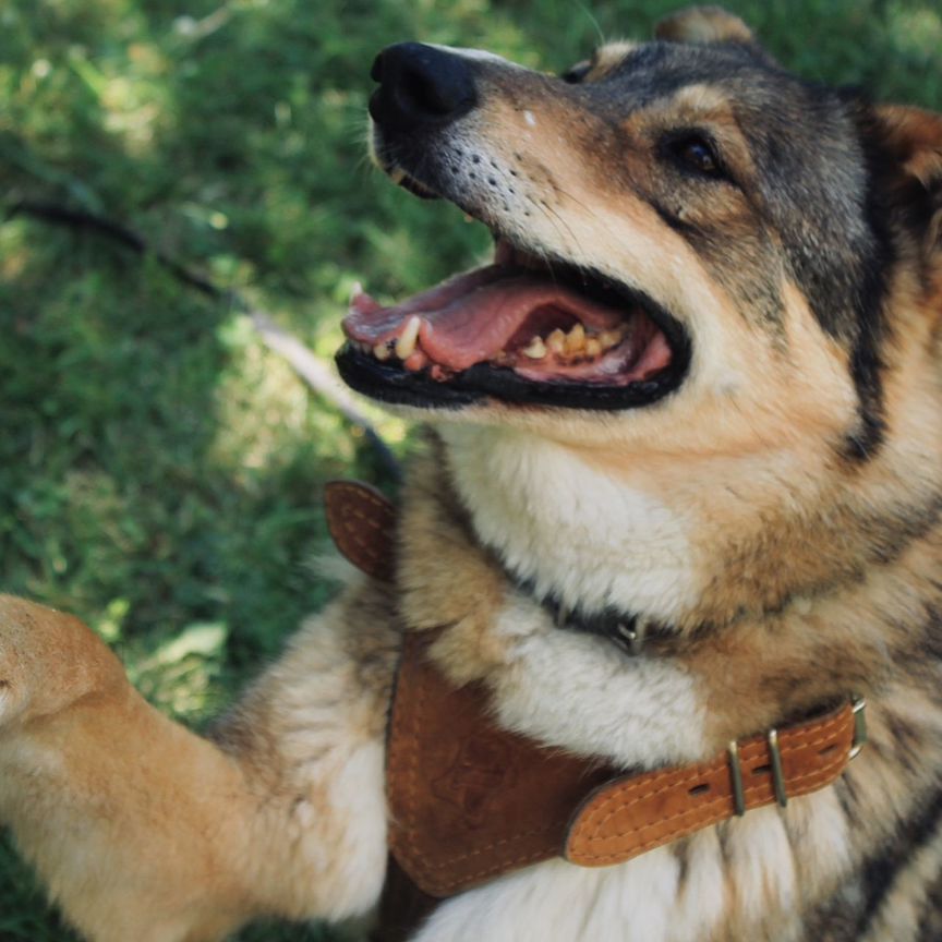 Славный пес Нафаня ищет дом