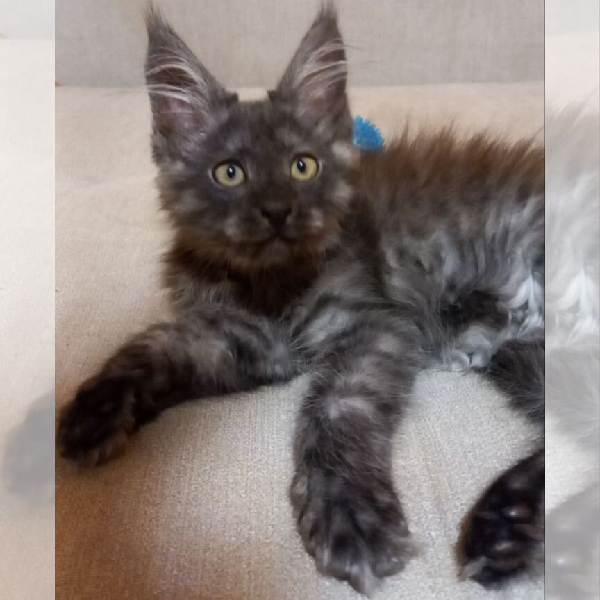 Мейн-кун котёнок