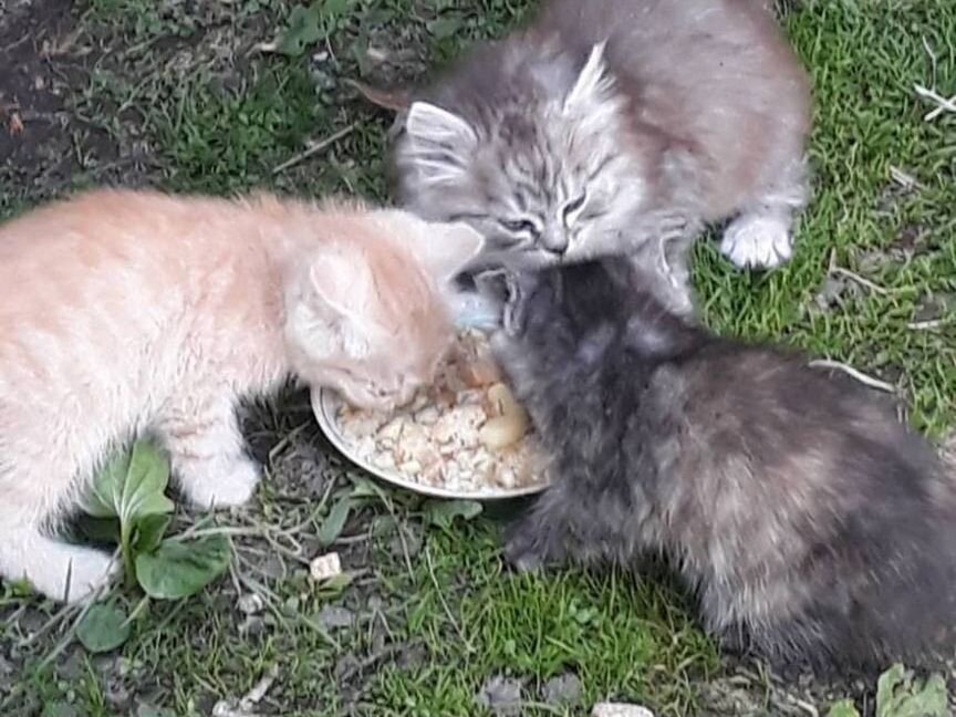 Кошка лохматая палевая