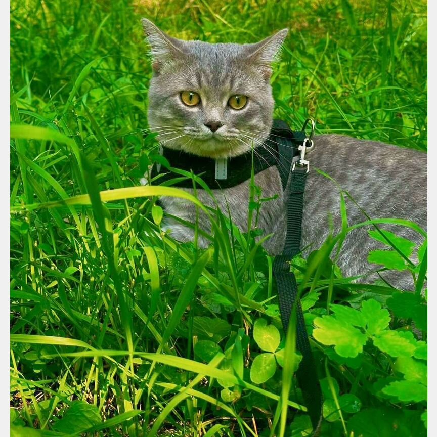 Котик британец в добрые руки