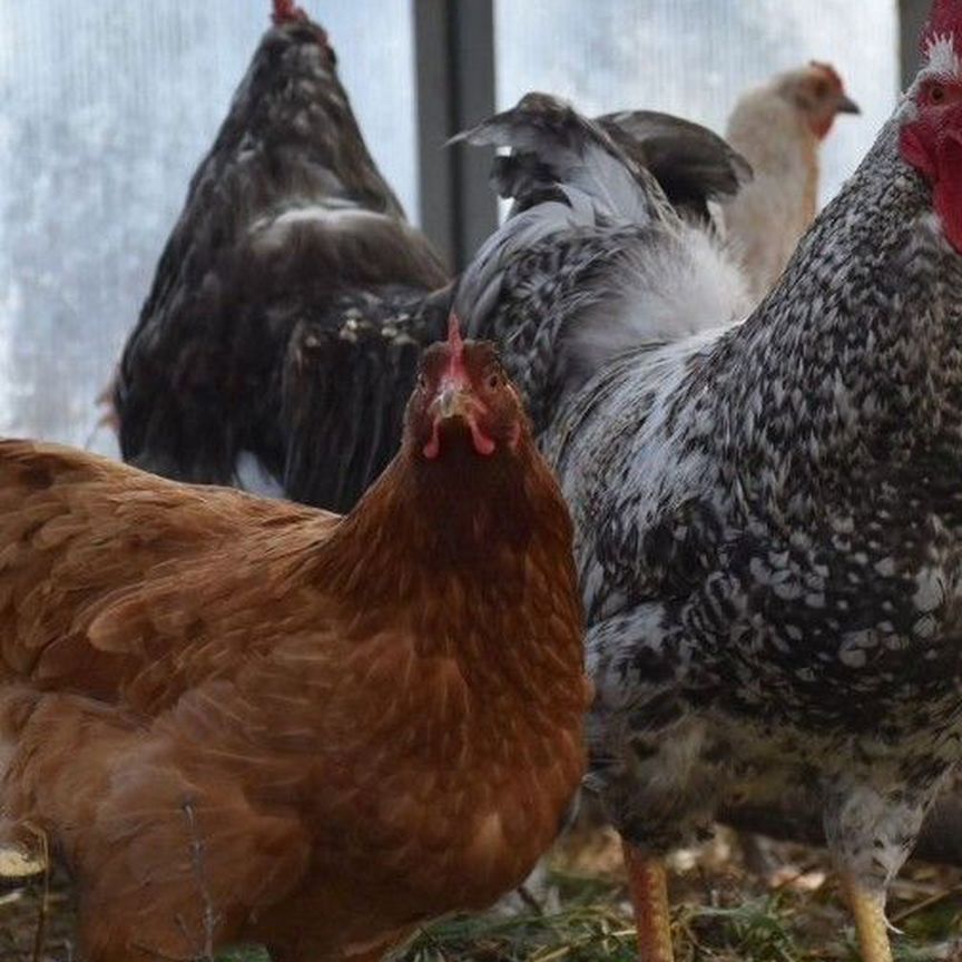 Молодки деревенских курочек