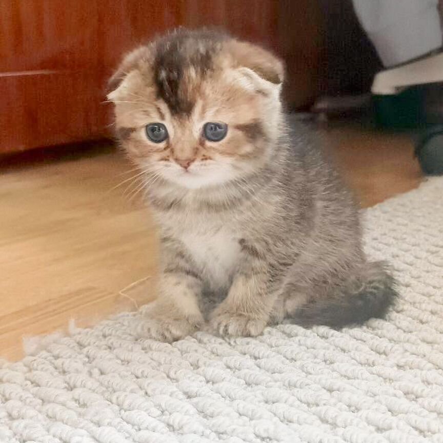 Продаются котята