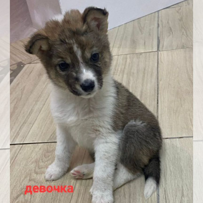 Щенок в добрые руки