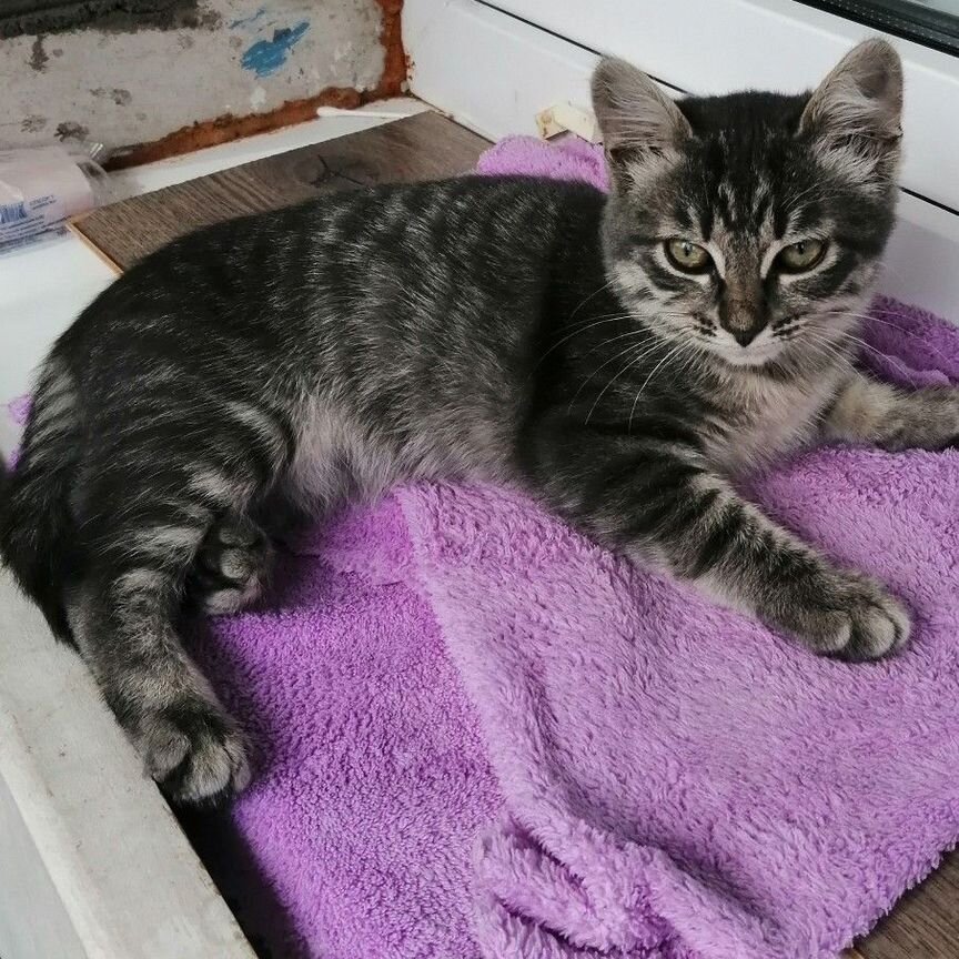 Котенок