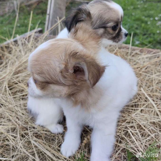Сестрёнки чихуахуа длинношёрстные