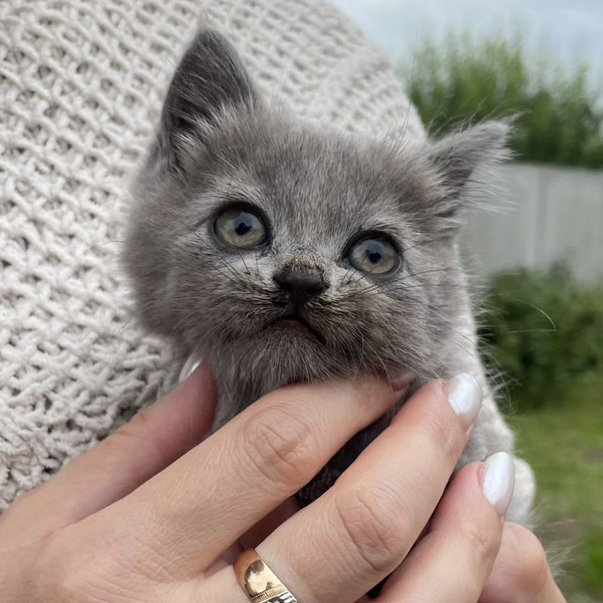 Котенок мальчик