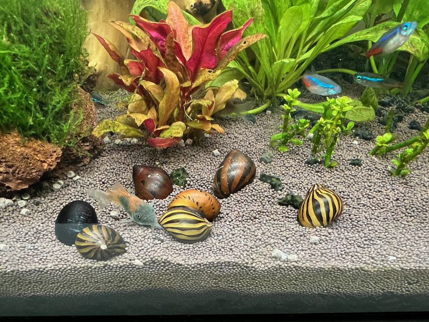 Улитки аквариумные Неретина