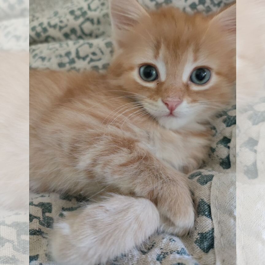 Рыжий котенок